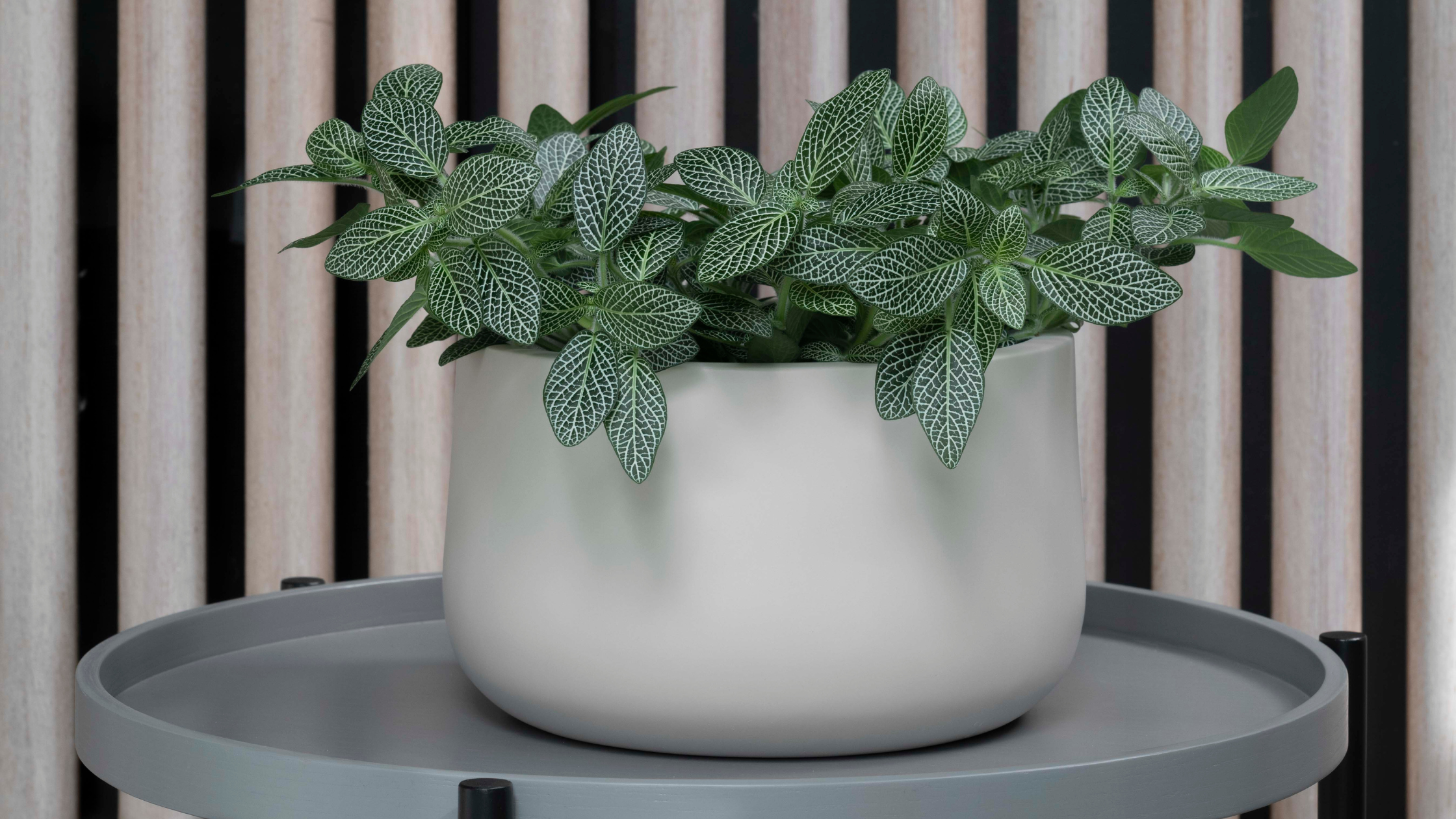 The calming Nerve Plant (Fittonia spp.) – Hibernate Outdoors